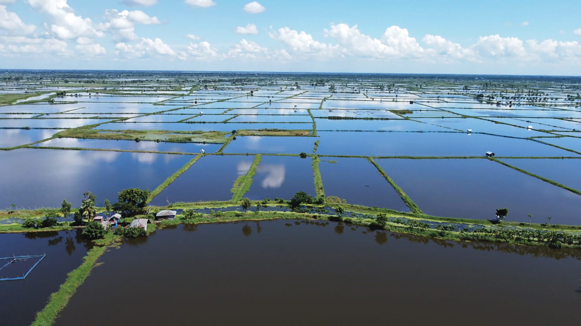 TotalFood Processing | Sustainable prawn farming