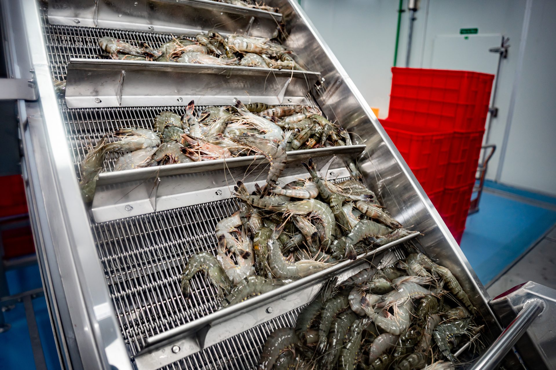 TotalFood Processing | Sustainably farmed and ethically sourced prawns ...